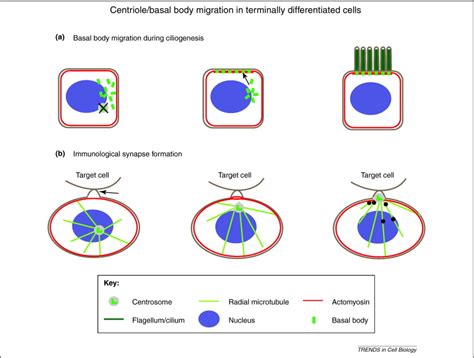 Common Themes In Centriole And Centrosome Movements Trends In Cell Biology