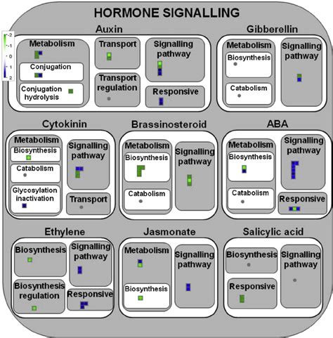 Mapman Visualization Of The Hormone Signaling Comparing Download