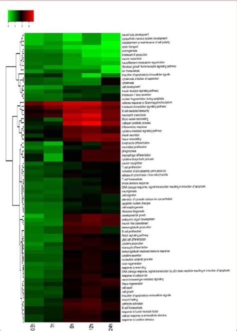 Hierarchical Cluster Analysis Showing Partition Clustering Of Genes