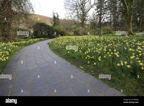 Spring The Wordsworth Daffodil Garden Grasmere Village Cumbria Lake