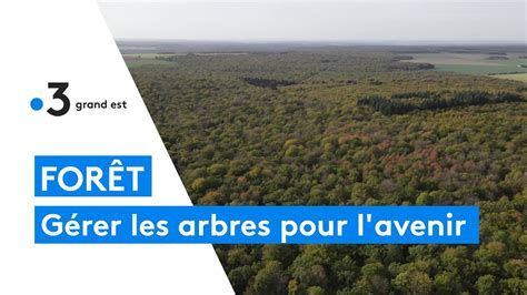 Comment gérer les arbres des forêts pour préparer l avenir et le