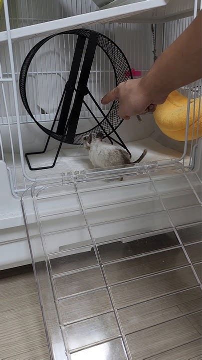 새로운 쳇바퀴를 선물했다햄스터아님 Youtube