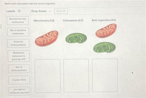 Solved O Match Each Description With The Correct Organelle Chegg