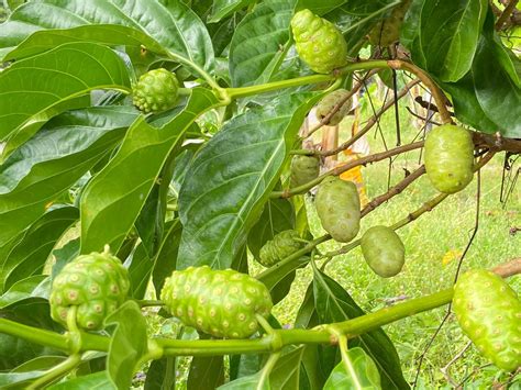 Kaya Manfaat Buah Mengkudu Untuk Kesehatan