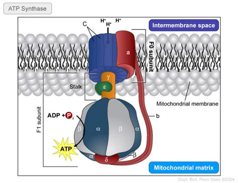 Biochemistry In Which Direction Does ATP Synthase Rotate Biology Stack Exchange