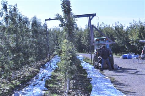 3d Machine Vision For Improved Apple Crop Load Estimation Center For