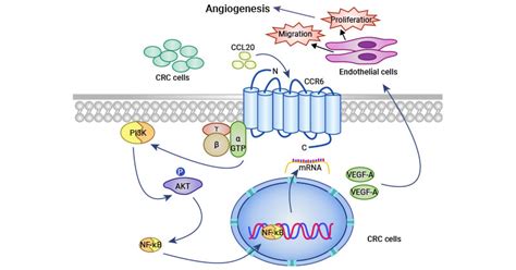 Chemokine Receptor Ccr6 The Specific Receptor For Ccl20 A Potential