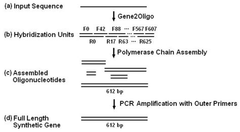 Rational De Novo Gene Synthesis By Rapid Polymerase Chain Assembly Pca
