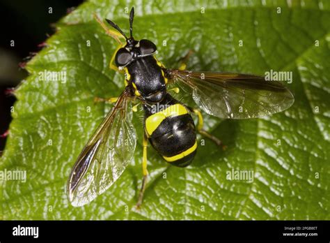 Two Banded Hoverfly Chrysotoxum Bicinctum Adult Female Resting On