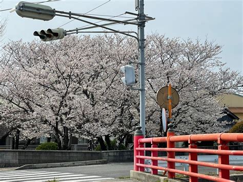 花の色は移りにけりないたづらに？？？ ぱけぷらてんちょ～のけせらせらな毎日