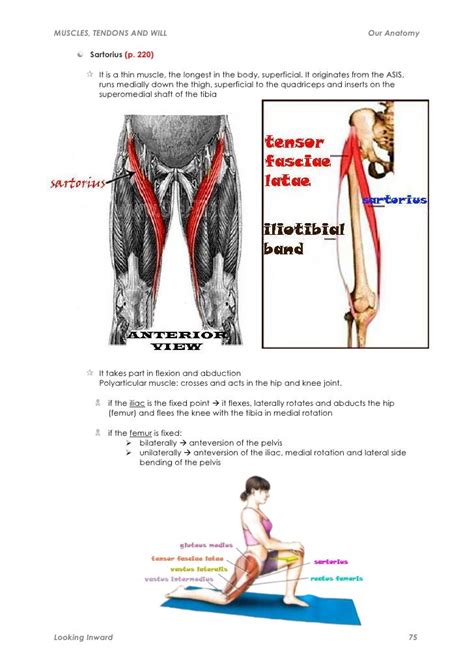 Diagram Of Hip Muscles And Tendons What Is The Pelvic Floor Your