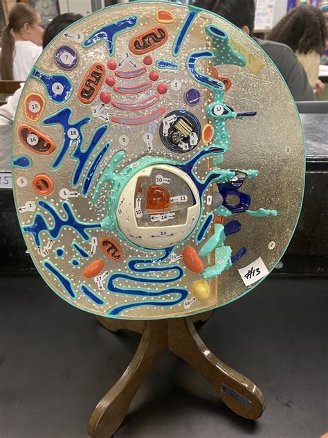 Biol Large Round Cell Diagram Quizlet