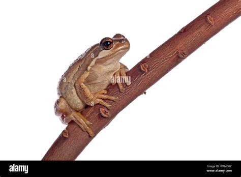 Ewings Southern Brown Tree Frog Litoria Ewingi In A Backyard Garden