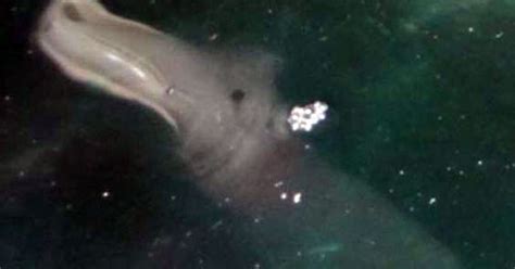 Este Monstruo Marino Desconcierta A Los Científicos Infobae