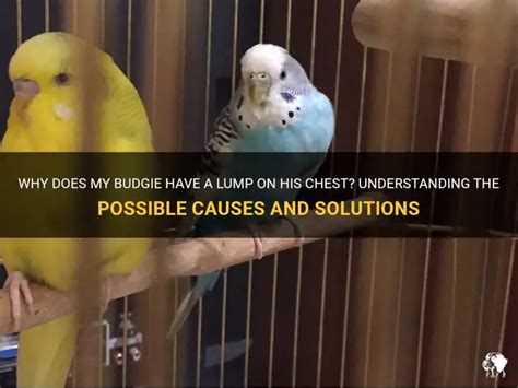 Why Does My Budgie Have A Lump On His Chest Understanding The Possible