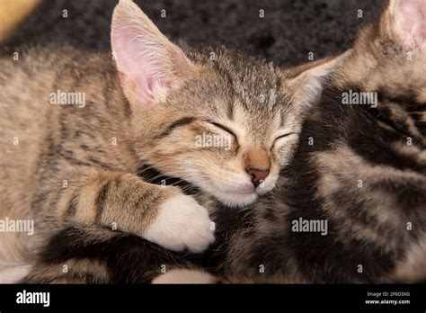 Cute Sleeping Tabby Kitten Sleeping On Its Sibling Stock Photo Alamy