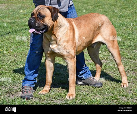 What Is The Biggest Bull Mastiff