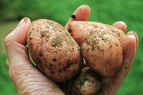 Growing Potatoes Organically When And How To Plant Hill And Harvest