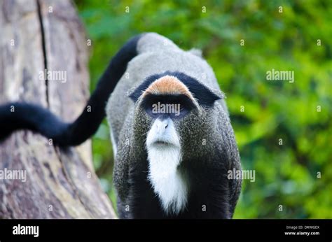 Bart Affe Fotos Und Bildmaterial In Hoher Auflösung Alamy