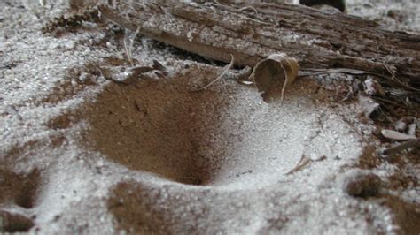 Pitfalls By Design When Programming Languages Betray Software Engineers