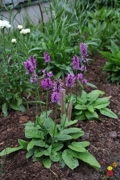 Stachys Monieri Hummelo Raunas Stādi