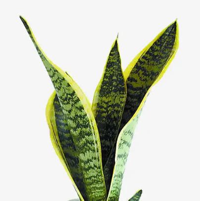 虎尾兰 植物百科 排行榜123网