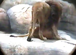 Löwe Pornovideos Hengst Tier Sex Beliebteste Seite