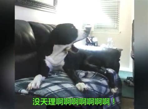 大狗一旦吃醋可麻煩了，求抱抱無果，最後倔強的一癱也是絕了！ 每日頭條
