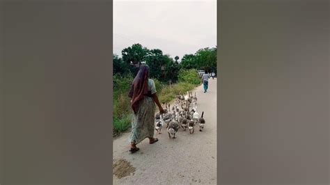 গ্রাম গঞ্জের দৃশ্য Bangladesh Youtube