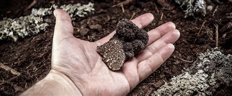 Black Truffle Strain Review 420 Method