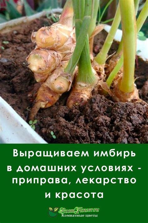 Полезные советы Выращивание имбиря Огородничество Садоводство на балконе