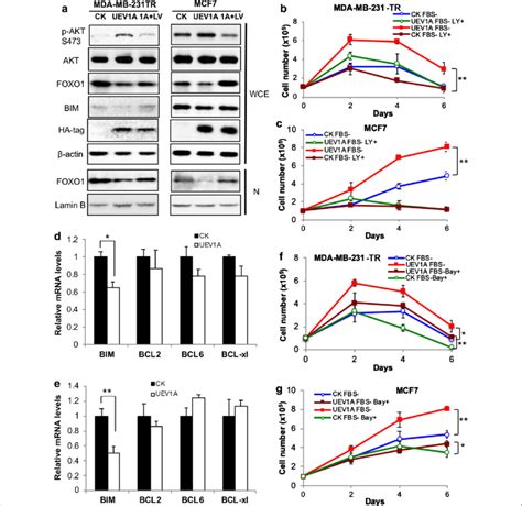 Uev1a Promotes Cell Survival Under Serum Starvation Conditions Through