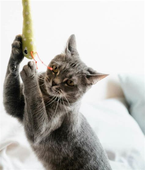 The Adorable Reason Your Cat Brings You Dead Animals As Ts Yourtango