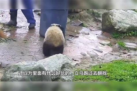 大熊猫想越狱，偷偷在门后观察奶妈，下一秒却悲剧了门后越狱奶妈