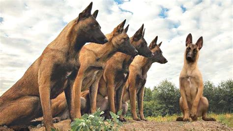 Most Trainable Dog Breeds Online Factory