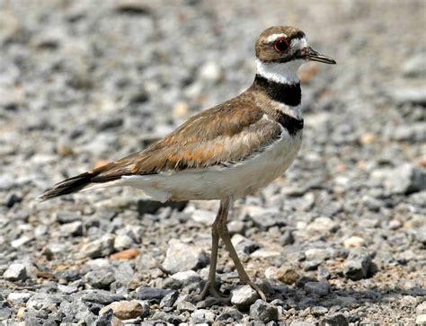 Killdeer The Bird That Lives Dangerously Wild About Utah