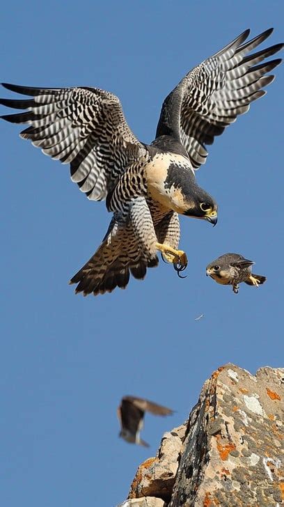 Free Peregrine Falcon Hunting Image Peregrine Falcon Bird Download At Stockcake