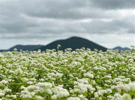 지역축제 보롬왓 메밀축제 문화체육관광부