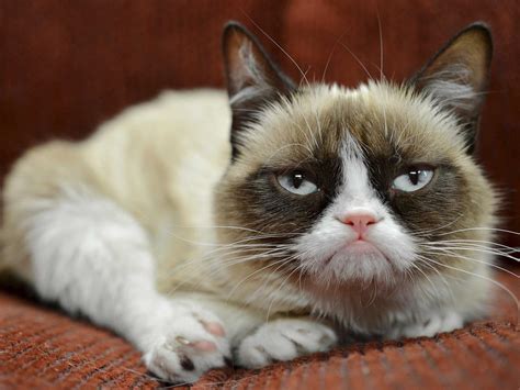 Black Grumpy Cat Pictures
