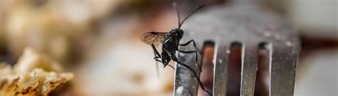 Empire Pest Control London 24 Hour Service For North South East