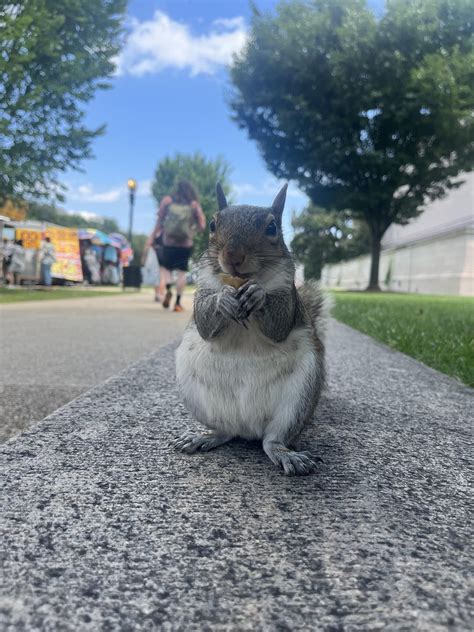 Fat Squirrel Thats Also My Friend Rfatsquirrellove