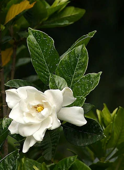 栀子花精油：于身色有用 于道气相和 知乎