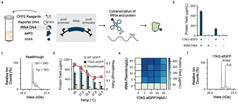 Expression Of Orthogonal Trnas From Prok Based Constructs Is Functional