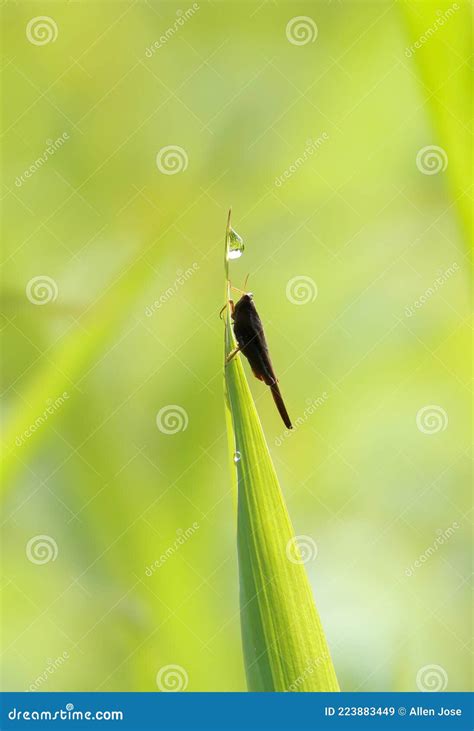 Black Grasshopper On Green Grass Stock Image Image Of Branch