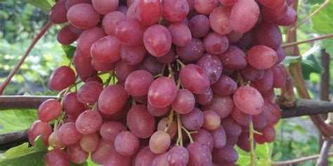 Велес Кишмиш — Виноградник Дашевских