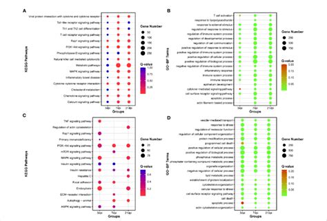 Functional Enrichment Analysis Of De Mrna And Target Mrna Of De Mirna