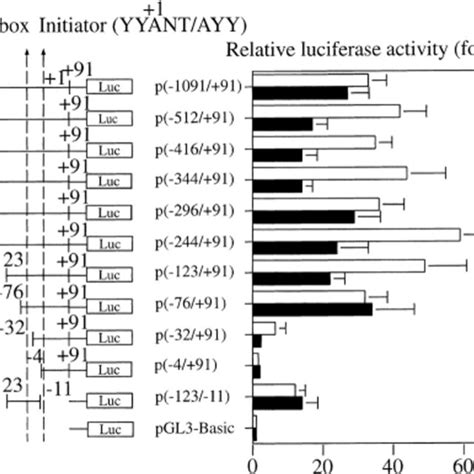Serial Deletion Mutant Analysis Of The Blt1 Promoter Promoter
