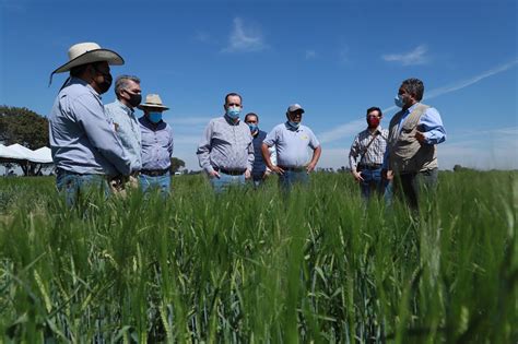 Productores De Cebada Presentan Parcelas Demostrativas Boletines