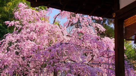 Kyoto Moyou