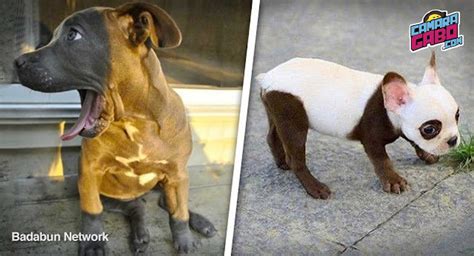 LOS PERROS MAS RAROS DEL MUNDO BabyCenter